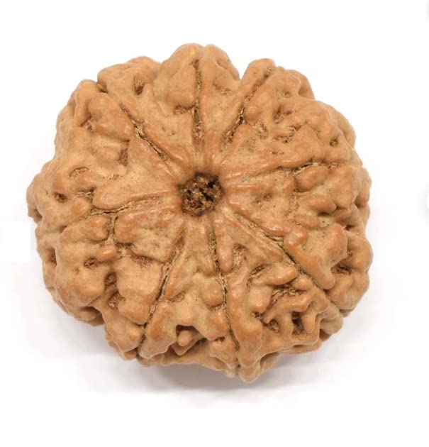 Seven-Hills Religious 8 Mukhi Eight Face Rudraksha Original Certified ...