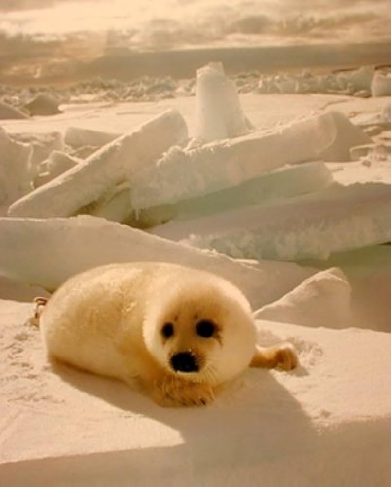 Cute Baby Snow Seal