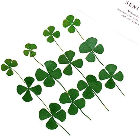 Amazon.com: Kubert 36Pcs Real Natural Dried Leaves Pressed Dried ...