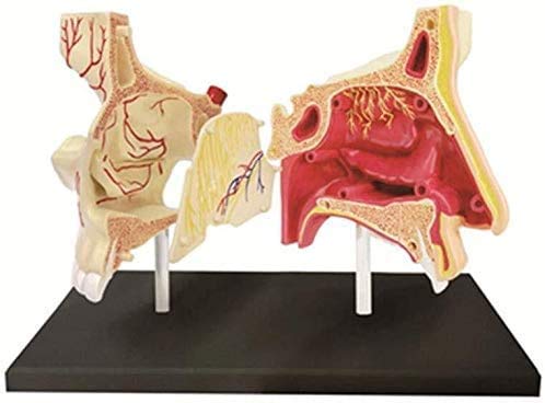 Buy Educational Science Model Mannequin Anatomical Model Of Human Nasal ...