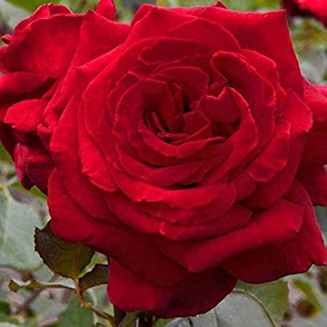 Ariya Rare Climbing rose Plants 'Amadeus ' Creaper Beautiful rose 1 ...