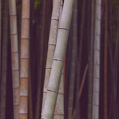 Meditation Music - Music for Meditation Sessions de Zen Master no ...