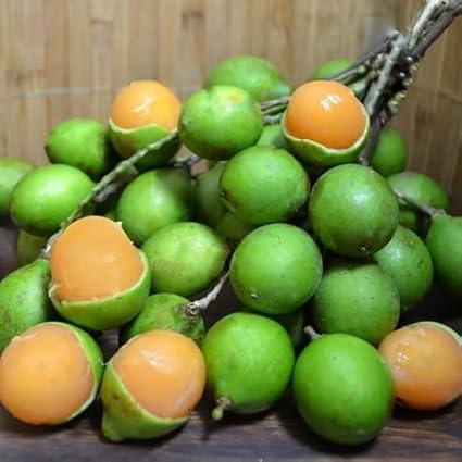 Amazon.com : New Fresh 25pcs mamoncillo Fruit Seeds Generic : Patio ...