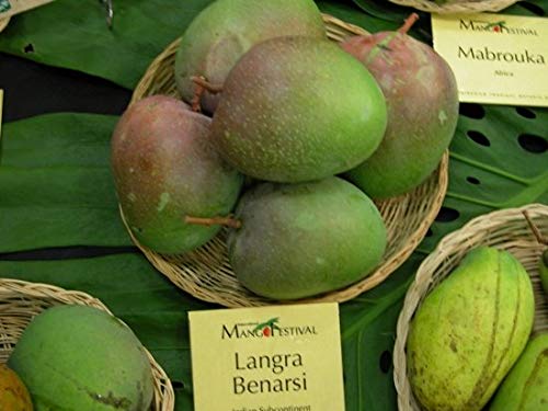 Mphmi Langra Mango Plant - Varanasi, Uttar Pradesh Mango Plant : Amazon ...