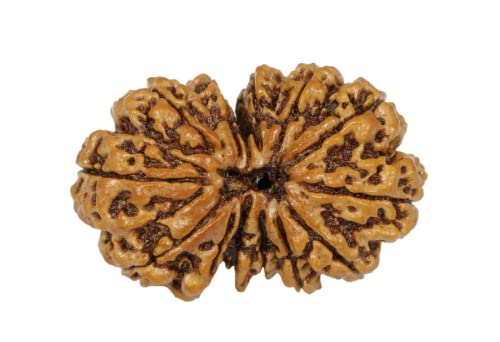 Om Sai.. Holy Beads Fourteen Face Rudraksha Natural Attractive Nepal ...