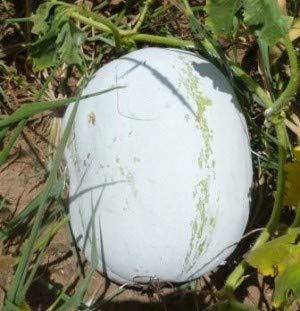 Creative Farmer Vegetable Seeds Kumra, Chalkumra Seeds - Ashgourd Seeds ...