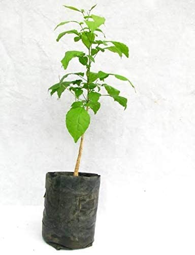 Cloud Farm Bel Tree, Bilva Patra, Bel Patra (Grown through seeds ...