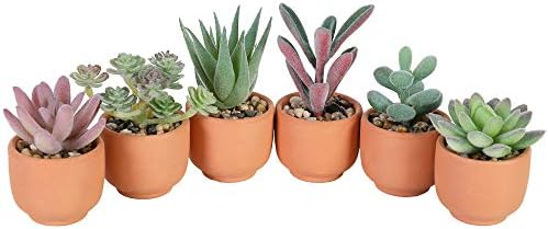 Amazon.com: Mini Artificial Cactus Plants in Terracotta Pots 4 Pcs ...