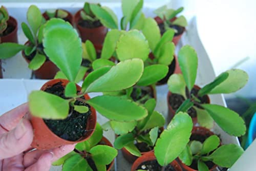Buy Creative Farmer Ilamulachi Live Patharchatta/Bryophyllum Pinnatum ...