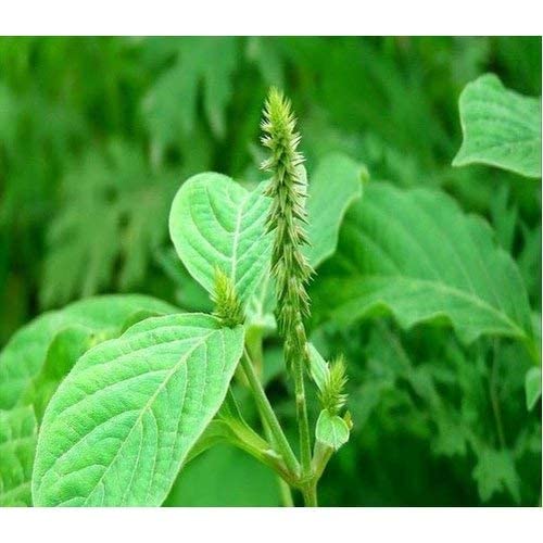 VISHU PLANT Apamarg Herb Plant Live Plant : Amazon.in: Garden & Outdoors
