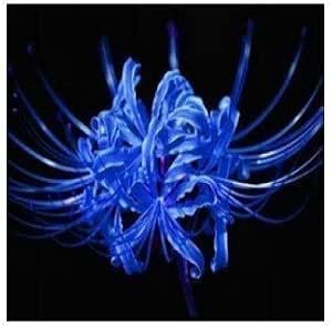 Amazon.com : (6) Blue Beautiful Spider Lily, Lycoris Radiata Bulbs ...