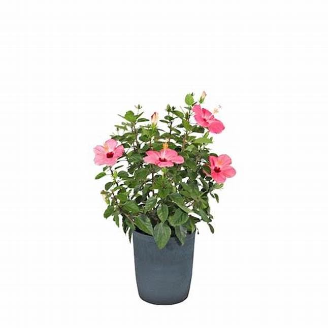 Cloud Farm Rare Chemparathi Plant Exotic Hibiscus 'PINK Color ' 1 ...