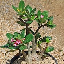 Adenium plant combo pack (Pack of 3) : Amazon.in: Garden & Outdoors