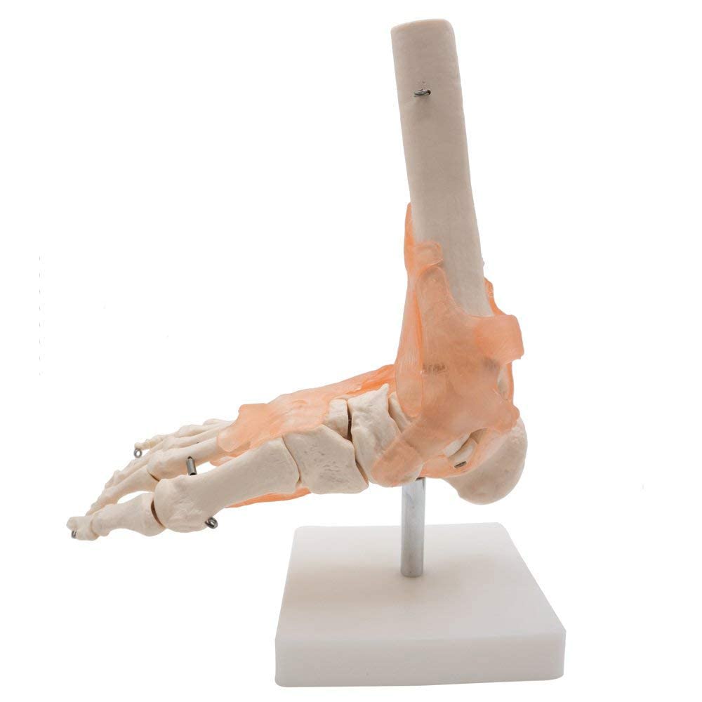 Buy Foot Joint Model with Ligaments Foot and Ankle Model Foot Anatomy ...