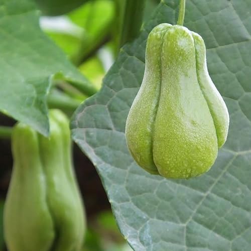 Amazon.com : Chayote Live Plant, Chayote Squash Rooted, Chayote Squash ...