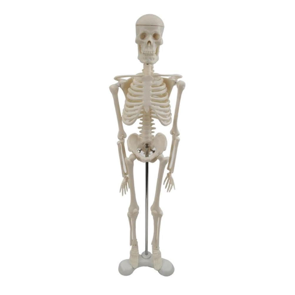 Skeleton Models For Teaching