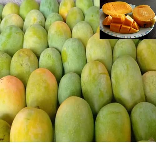 Eroanvia Combo 2 "Kesar Mango Tree Grafted (Plant height 1.5-2.5 Feet ...