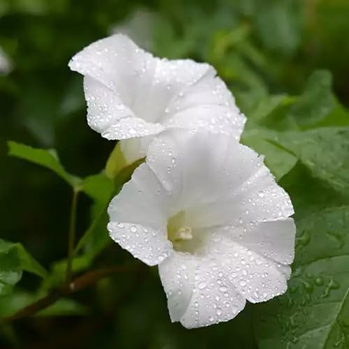 Shankhpushpi, Sankaphuli Plant (Convolvulus pluricaulis) : Amazon.in ...