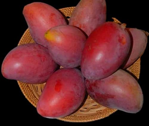 Nectar Garden Piva Mango Plant-Grafted Variant Plant. : Amazon.in ...