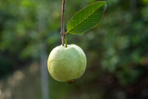 Guava Thai Amrud Variety Fruit Air Layered Grafted Live Plants | Amrud ...