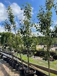 PlantaZee Plants Babugosha plant/Indian Pear - Fruit Plants : Amazon.in ...