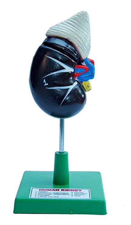 Buy Comet Kidney Anatomy Model, Working Model Project Kit Working ...