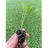 Round Carrot Plug Plants Grow Your Own Vegetables from Our Premium ...