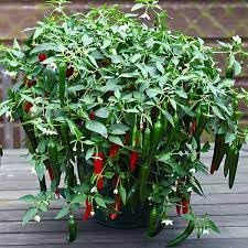Green mirchi live plant (Pack of3) : Amazon.in: Garden & Outdoors