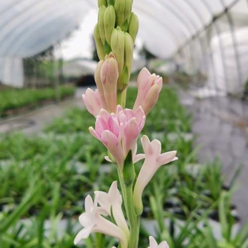 Comprar nardos en maceta: descubre la mejor selección de flores frescas ...