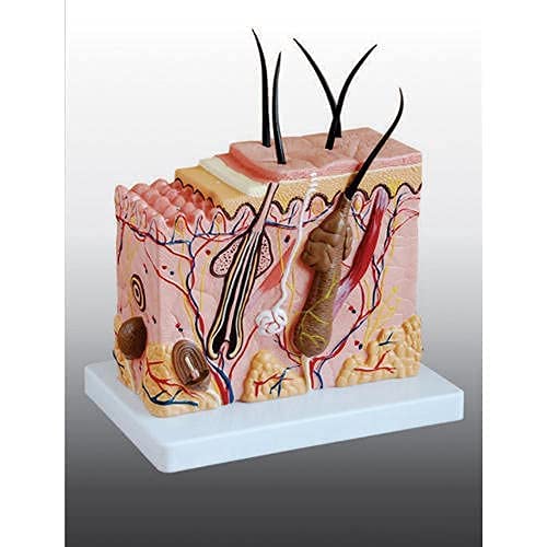 AjantaExports Skin Block Model Enlarged Dermatology teaching tool Human ...