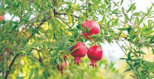 Anar seeds for planting (pack of 32 seeds) : Amazon.in: Garden & Outdoors