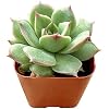 Amazon.com : Sprout N Green Echeveria 'Pink Tips', Live Mini Succulent ...