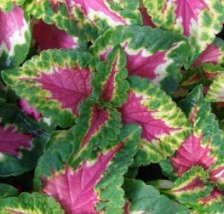 Plantsworld Coleus Wizard Rose Live Plant : Amazon.in: Garden & Outdoors