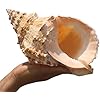Amazon.com: COYOUCO Large Natural Conch Shells, Great for Wedding ...