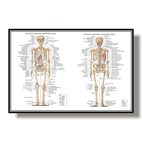 1pc Muscular System Anatomical Poster Muscle Anatomy Chart Anatomical ...