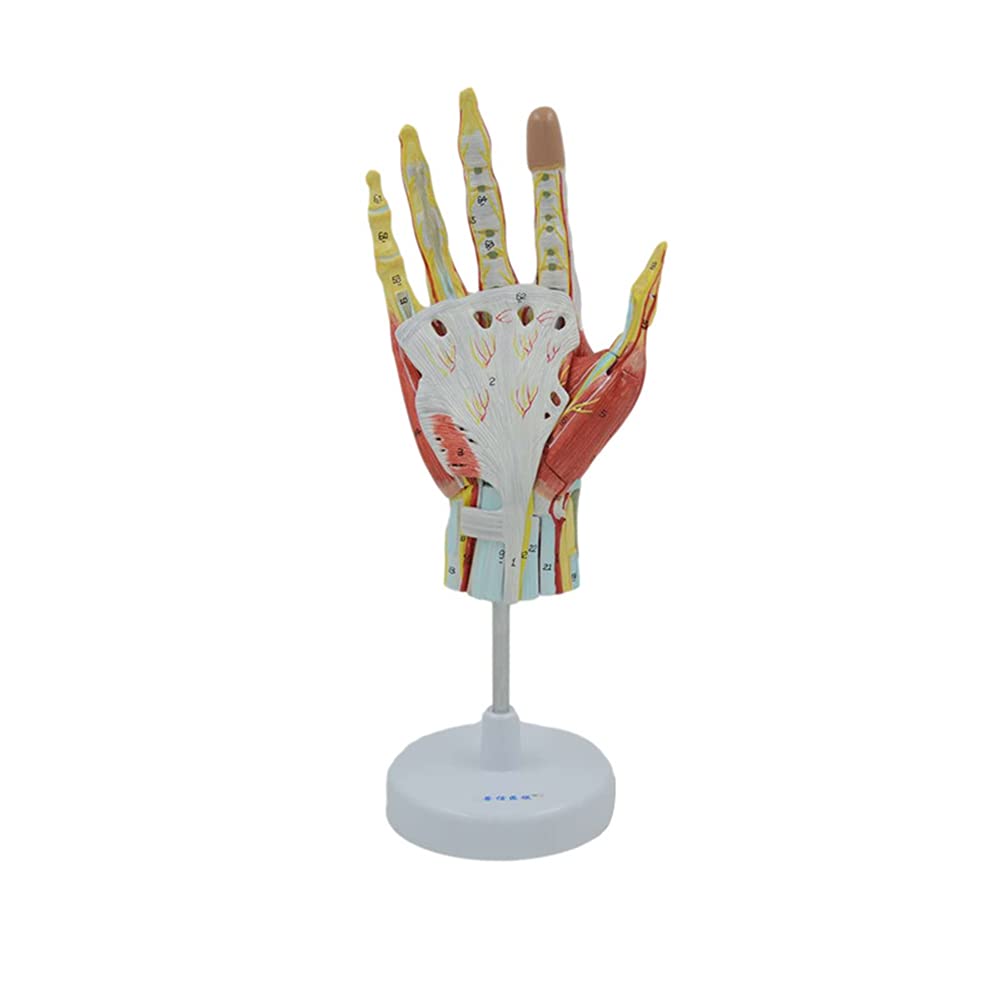 Buy NXX Anatomical Hand Skeleton Model with Ligaments,Muscles,Nerves ...