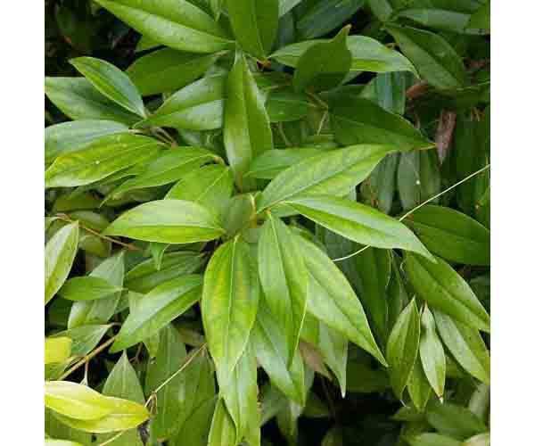 MITU Tej Patta,(Cinnamomum tamala) Bay Leaf,Tez Patta Spice Plant ...