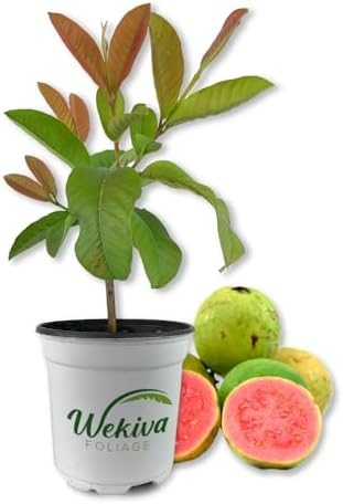 Amazon.com : Pink Guava Tree Live Plant, Live Guava Trees Plant, Guava ...
