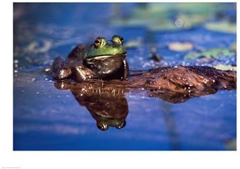 Amazon.com: Bullfrog Poster (24.00 x 18.00): Prints: Posters & Prints