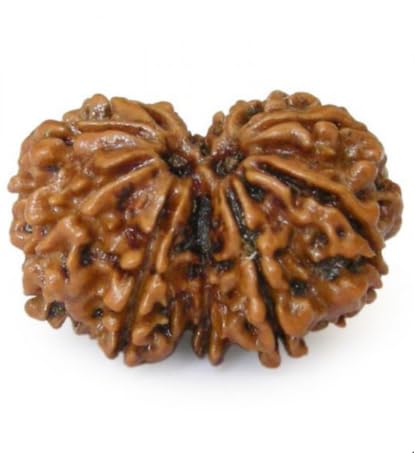 All Stone Gauri Shankar Rudraksha Original Certified Gaurishankar Nepal ...