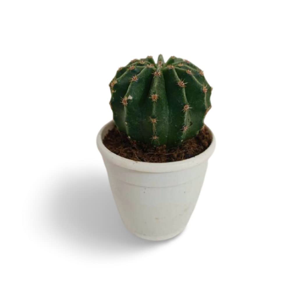 Creative Farmer Plant For Study Table Cactus Echinopsis Subdenudata ...