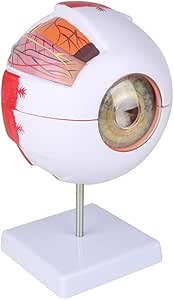 Amazon.com: Anatomical Eye Model Eyeball Eyelid Model Disassemble 6 ...