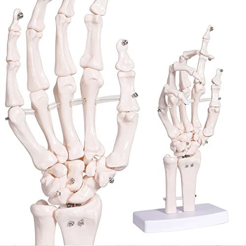 Real Human Bones - Natural Human Finger Bone | Styles Daddy