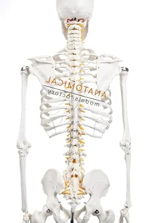 Anatomical Models Factory Articulated Human Skeleton Model with Stand ...