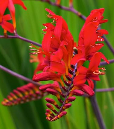 Amazon.com : Spectacular Lucifer Crocosmia Lily Blooming Size Bulb for ...