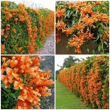 The Royal Crafty Begonia Venusta Plant Pack Of 1 Verified Quality ...