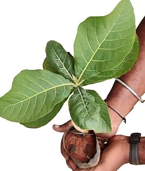 Indian Rare Sagwan Teak Wood Tree (सागौन) Live Plant Pack of 1 : Amazon ...