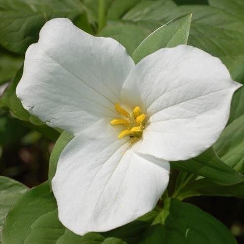 Amazon.com : Set of 20 Mix Trillium Roots, Trillium Flower Bulbs ...