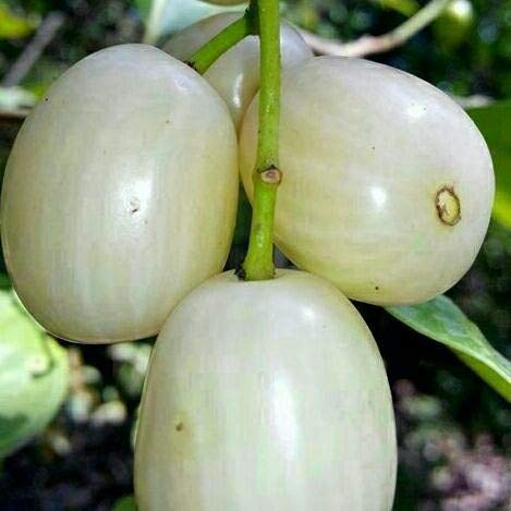 LushGreen Garden Rare Grafted White Jambolan Plum or Jamblang Putih ...