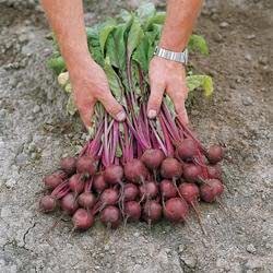 Amazon.com : Organic Beetroot Boro F1 Hybrid Organic Seeds By Thompson ...